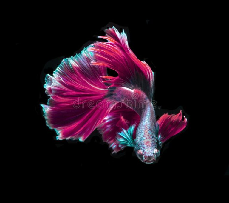 The Unique Beauty Of Pink And Blue Betta Fish - Betta Fish World