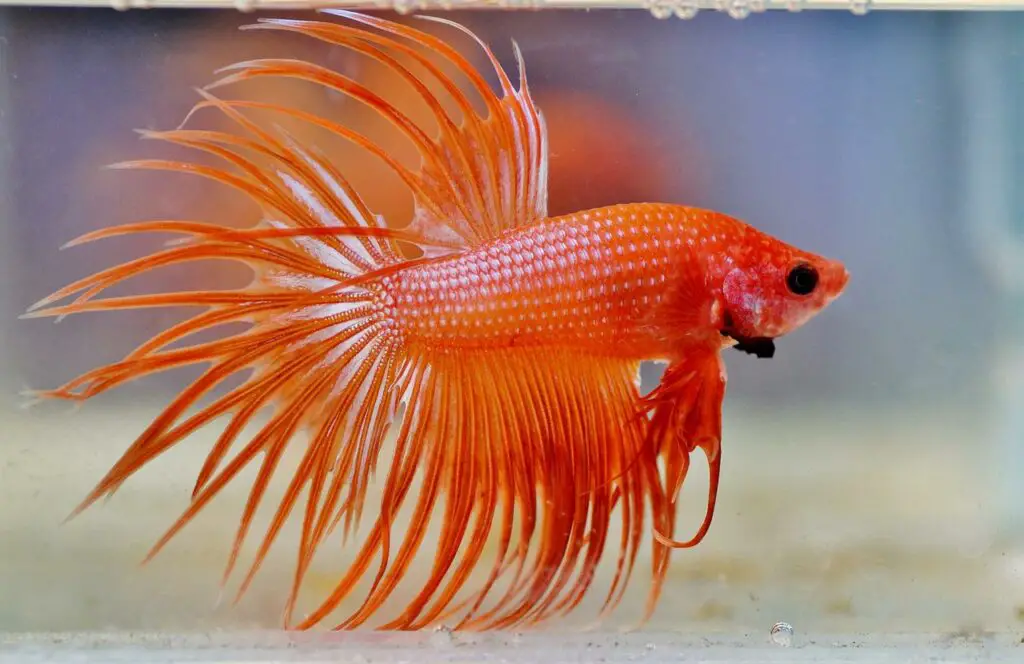 Red Crowntail Betta Fish: Appearance And Care Tips - Betta Fish World