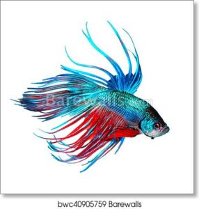 The Mythical And Beautiful Dragon Rainbow Betta Fish - Betta Fish World