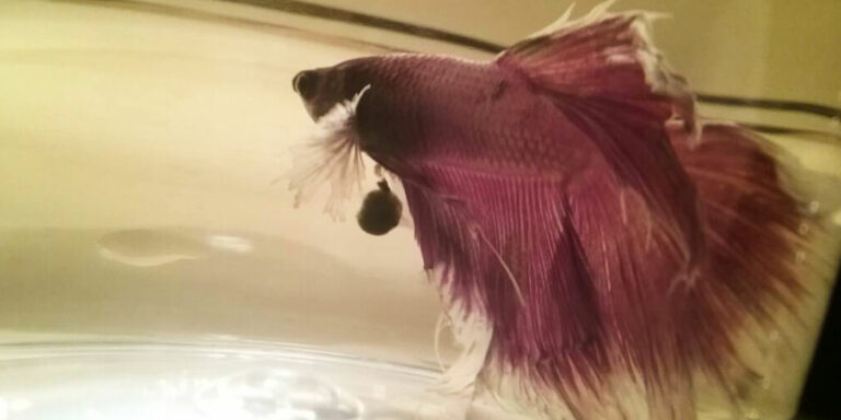 Understanding Betta Fish Poop Balls - Betta Fish World