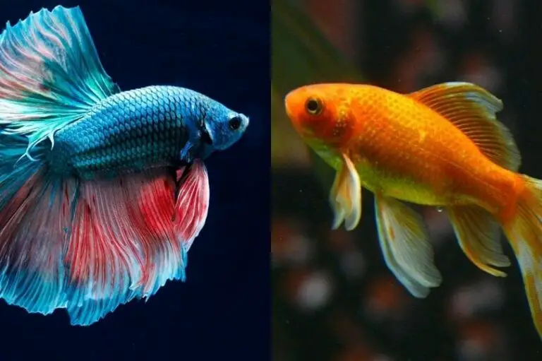 Betta Fish Vs Goldfish: What’s The Difference In 2023? - Betta Fish World