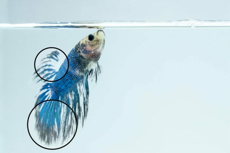 Causes And Solutions For Betta Fish Fins Falling Off - Betta Fish World