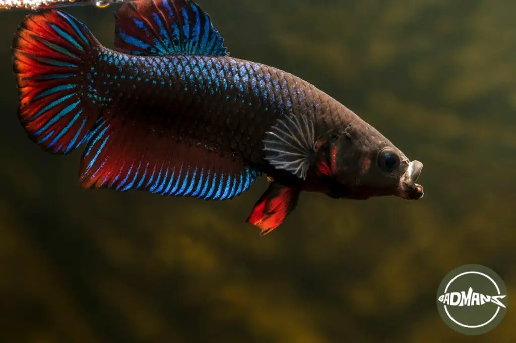 Caring For A Blind Betta Fish - Betta Fish World