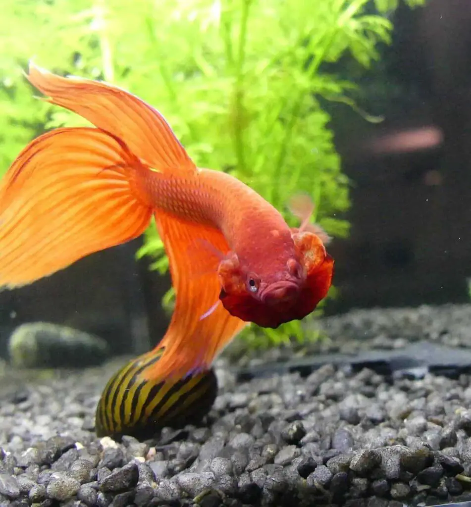 Understanding Betta Fish Flaring Gills - Betta Fish World