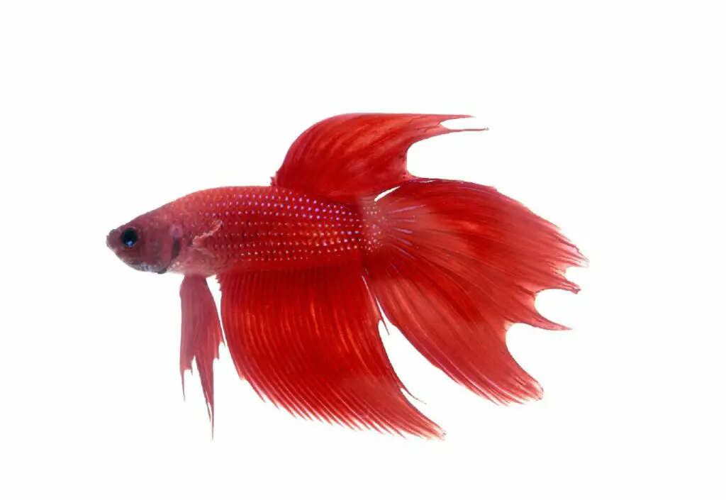 Red Male Betta Fish: Characteristics And Care Tips - Betta Fish World