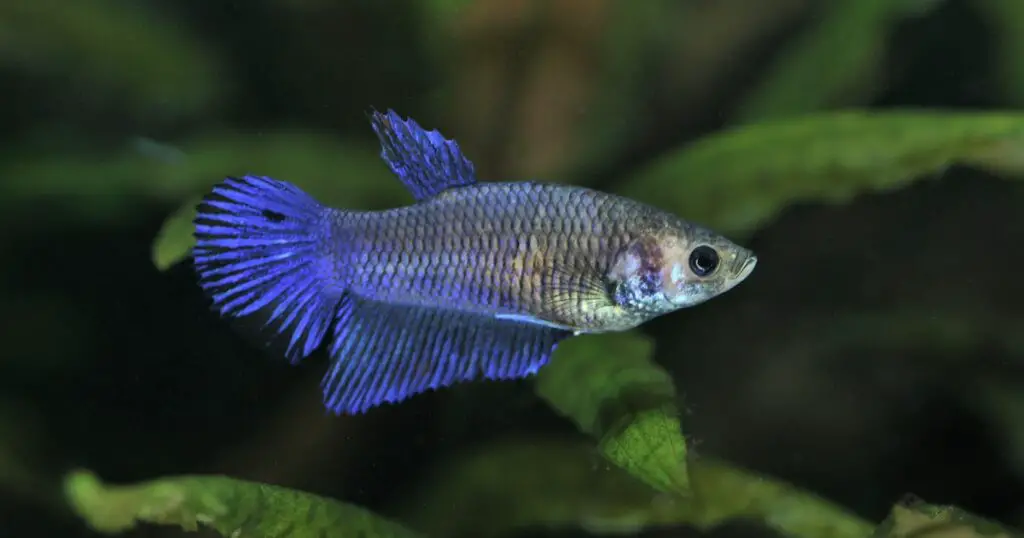The Elegant And Striking Beauty Of Female Blue Betta Fish - Betta Fish ...