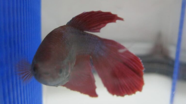 Common Reasons Why Betta Fish Develop Brown Spots - Betta Fish World