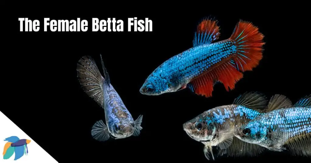Female Betta Fish Types: Differences And Care Tips - Betta Fish World
