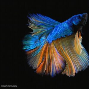 The Mesmerizing Beauty Of Teal Betta Fish - Betta Fish World