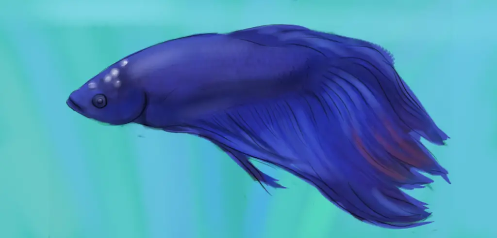 Betta Fish White Spot On Head: Symptoms And Treatment - Betta Fish World