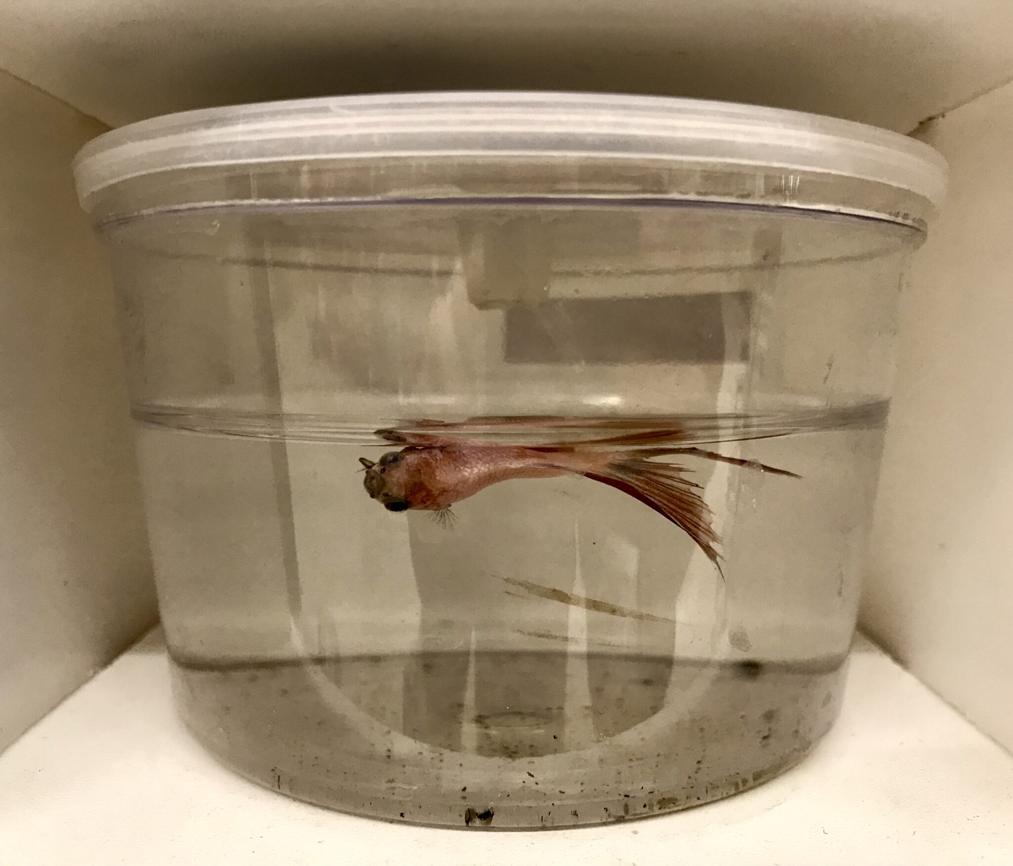 What Does A Dead Betta Fish Look Like? - Betta Fish World