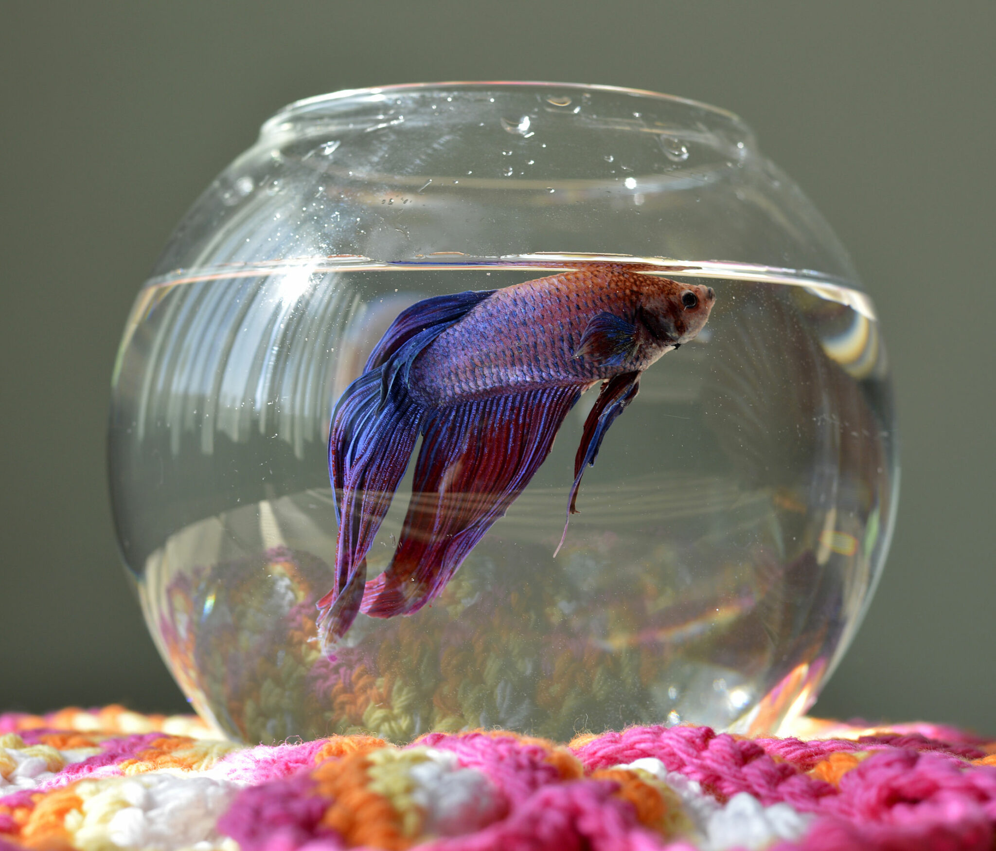 Choosing The Right Fish Bowl For Your Betta Fish - Betta Fish World