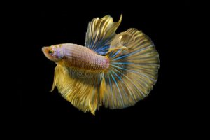 The Alluring And Rich Beauty Of Betta Fish With A Gold Coloration ...