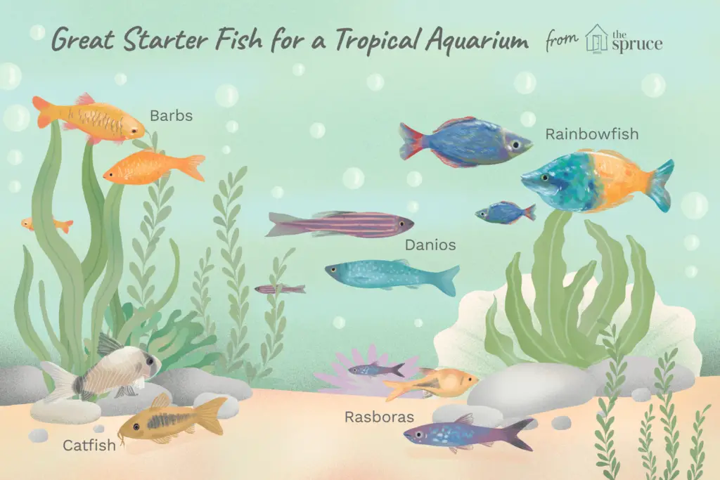 Top 5 Hardy Fish Species For Your Aquarium - Betta Fish World