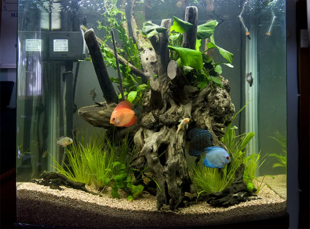 The Ethics Of Keeping Fish In Aquariums - Betta Fish World