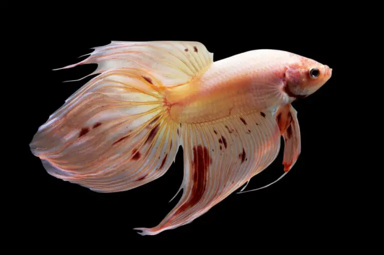 The Graceful Elegance Of Veil Betta Fish - Betta Fish World