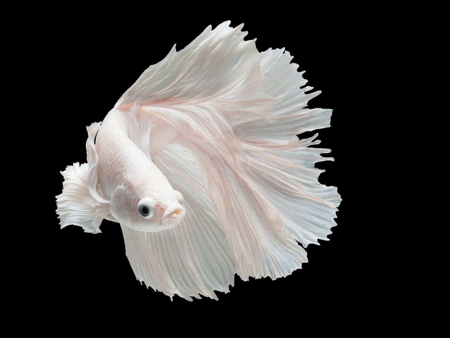 All About Milky White Betta Fish - Betta Fish World