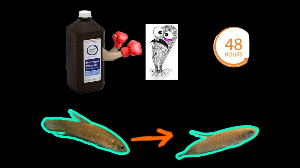 Does Hydrogen Peroxide Kill Beneficial Bacteria In Aquarium? - Betta ...