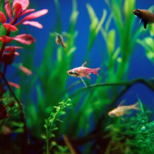 Are Tetra fIsh territorial - Betta Fish World