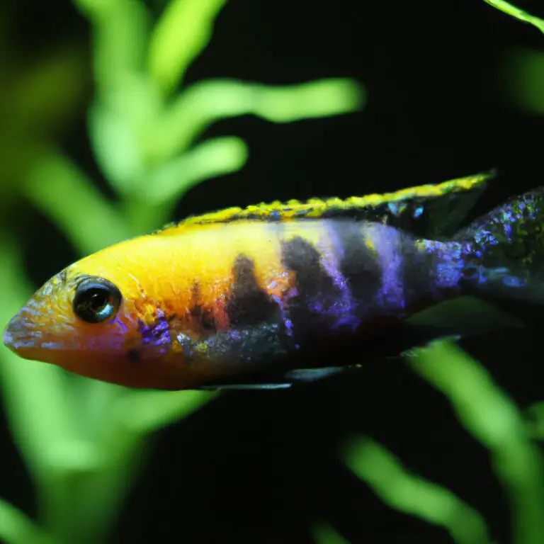 Why Does my bumblebee cichlid turn black - Betta Fish World