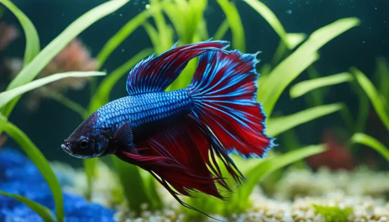 Your Guide on How to Treat Betta Fish Swim Bladder