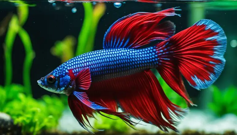 Simple Guide on How to Treat Betta Fish Swollen Eye